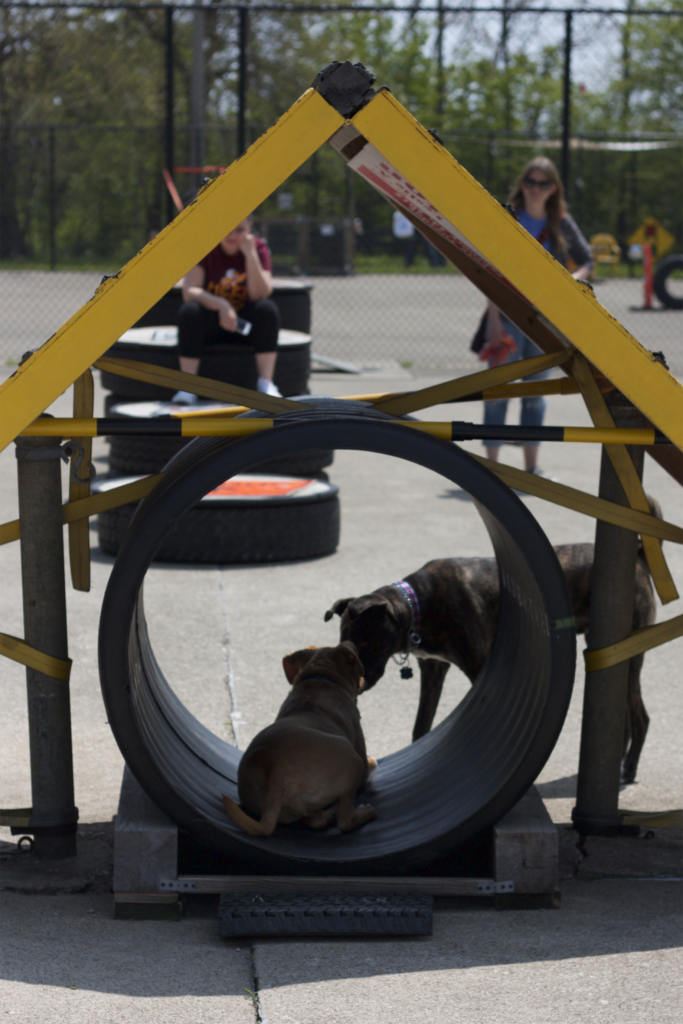 A Dog Meet Dog World – South Side Weekly