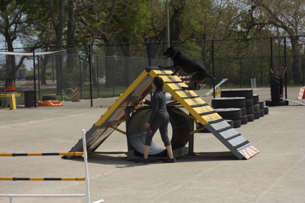 A Dog Meet Dog World – South Side Weekly