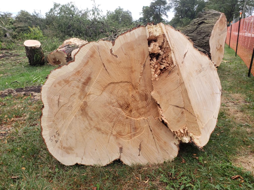 Remembering the Jackson Park Trees: A Photo Essay – South Side Weekly